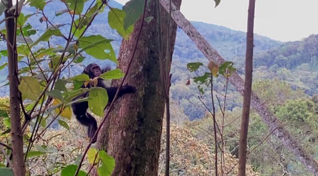 Rwanda: Imvo n’imvano kuri Pariki ya Nyungwe iherutse gushyirwa mu ...