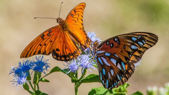 Balanbaalis caqabad ku ah gidaarka uu Trump damacsanyahay - BBC News Somali