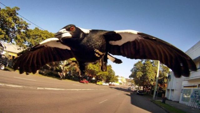 Igikona cyari cyarimonogoje mu gusagarira abantu muri Australia bakishe ...