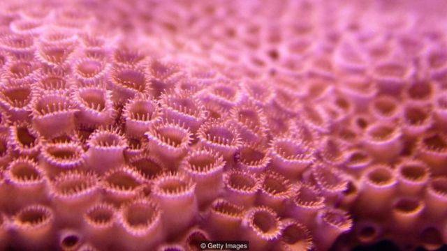 Seperti apa bentuk kehidupan yang mungkin ada di samudera-samudera planet lain? - BBC News Indonesia