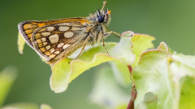 Art & Collectibles Cross Stitch Chequered Skipper Butterfly British ...