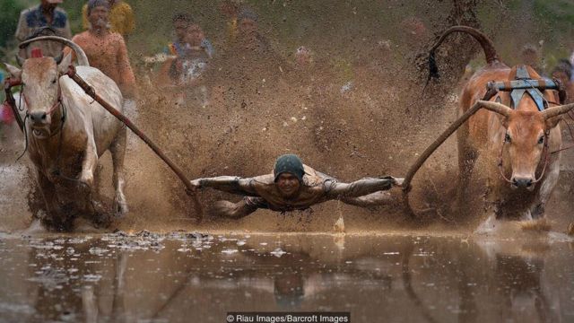 Mengapa sapi menjadi jadi simbol budaya begitu kuat? - BBC News Indonesia