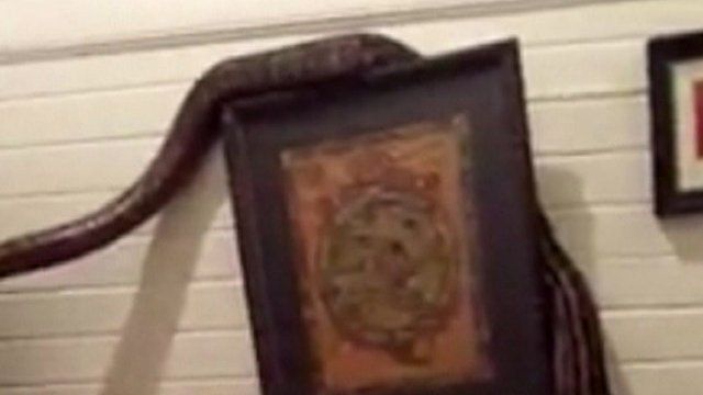 Six-foot python dumped in a Manchester city centre bin rehomed - BBC News