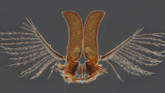 A picada de mosca que deixa as vítimas em sono profundo - BBC News Brasil