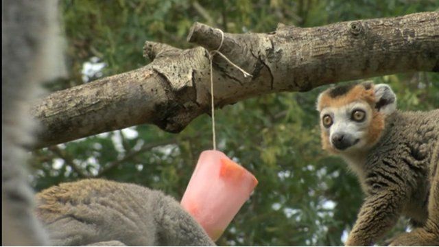 Vets step in to save Wild Place Project's newborn lemur - BBC News