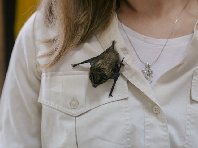 Slepi miševi u Srbiji: Istine i zablude o najomraženijim životinjama ...