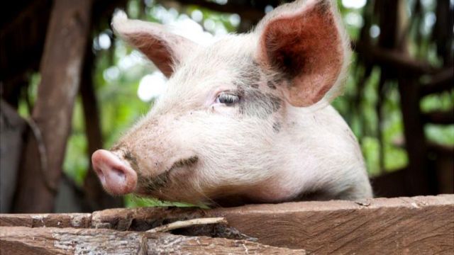 Yugaandaatti beeyladoota furdisuuf qoricha farra-HIV fayyadamuun mormii ...