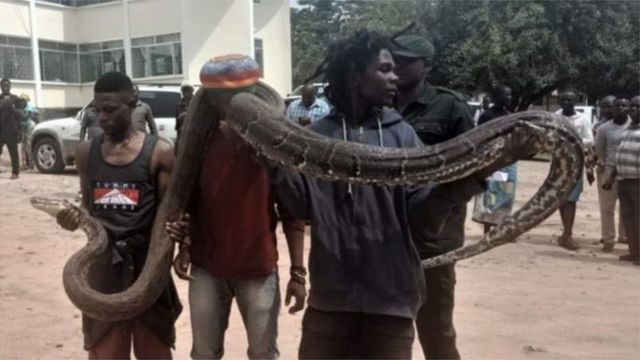 Python: Goment rescue Snake as pipo enta forest to worship am - BBC ...