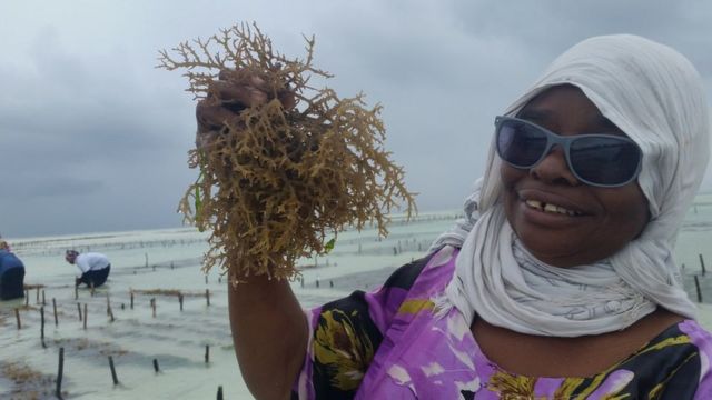 Kwa Picha: Wanakulima wa mwani wakabiliana na mabadiliko ya tabia nchi ...