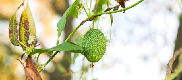 Maisha ya Siri ya kujamiiana ya Mimea - BBC News Swahili