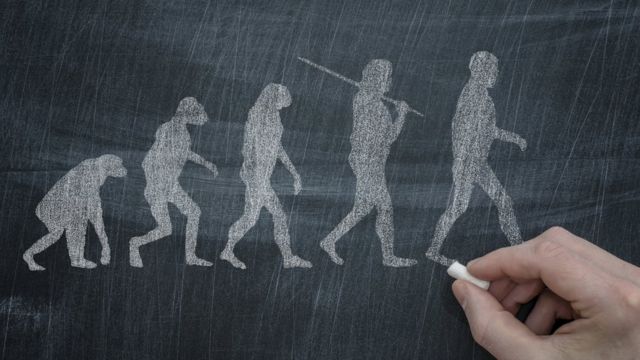 La especie que revela que la evolución puede ocurrir a la inversa - BBC ...