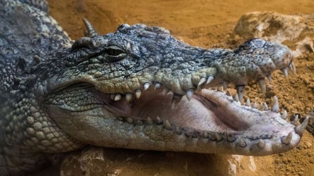 Namibia: Mamba watano wasadikiwa kuuwawa kwa sumu - BBC News Swahili