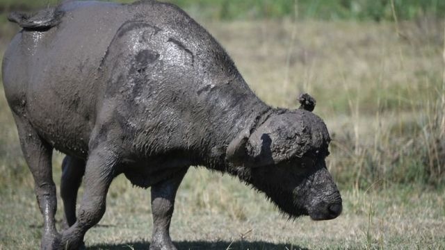 'Gafarsa namni dur ajjeesee beekkamtii itti argatuun, animmoo madqseen ...