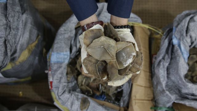 Malaysia sita 712 kg sisik tenggiling dari Afrika - BBC News Indonesia