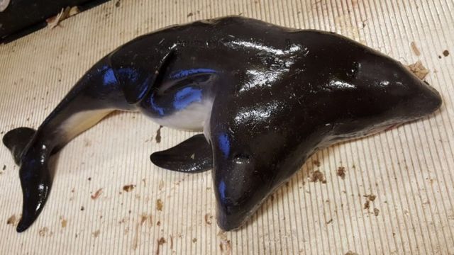 Hallan por primera vez a una marsopa de dos cabezas - BBC News Mundo