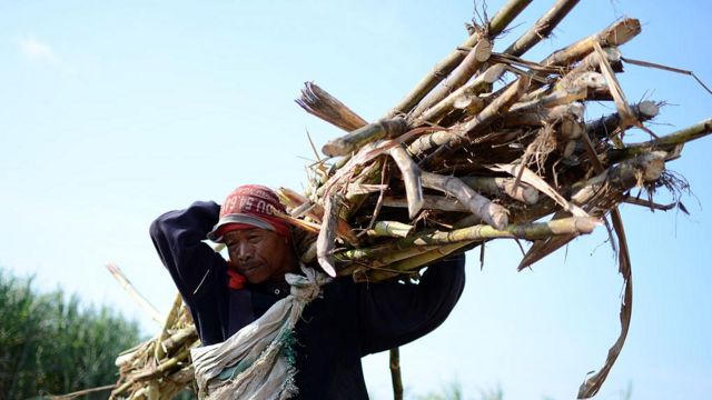 Podcast Flora Carita: Manisnya tebu yang membawa kisah pilu di Indonesia - BBC News Indonesia