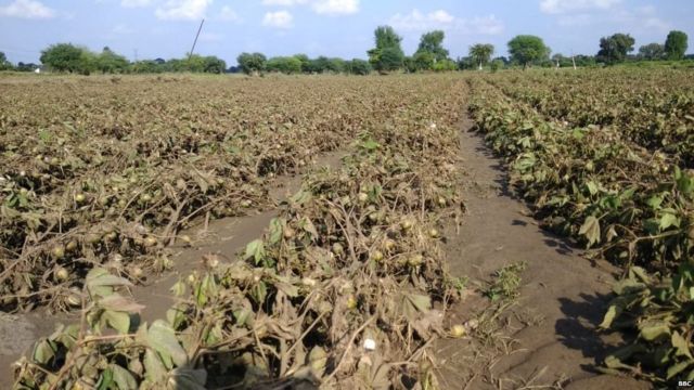 उद्धव ठाकरेः ओला दुष्काळ जाहीर करून शेतकऱ्यांना मदत करणार का? - BBC ...