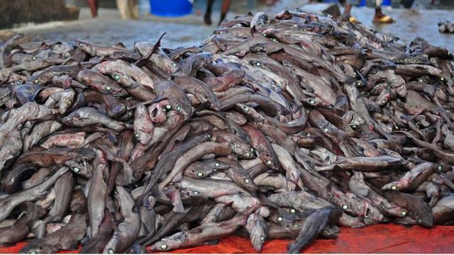 Kalluunka ku soo caariyay Muqdisho oo dowladda ay sheegtay in uusan ...