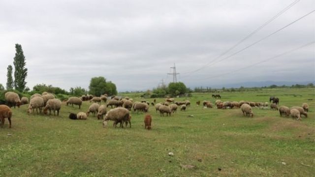 Qarayara ilə bağlı vəziyyət necədir? - BBC News Azərbaycanca