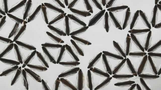 Saynisyahanno UK u dhashay oo sameeyay kaneeco aan tarmin - BBC News Somali