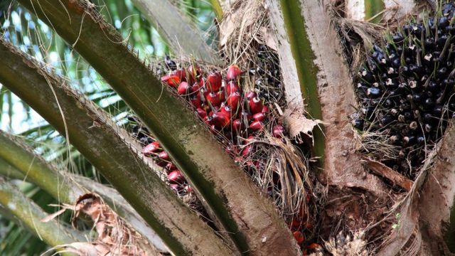 Kelapa sawit: Kemenangan orang Dayak melawan perusahaan sawit, ‘Modal ...