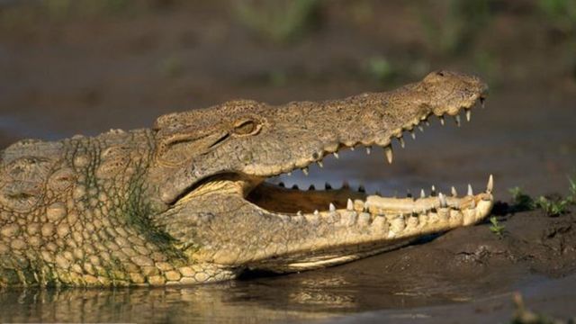 जखमा करून पाठ मगरीसारखी करतात हे आदिवासी पुरुष - BBC News मराठी