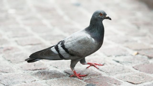 Inuma yo mu Bubirigi ikina umukino wo gusiganwa yaguzwe €1.250.000 ...