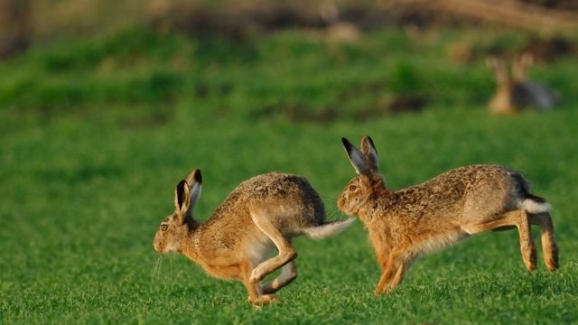 Lebres devastam plantações inteiras no Sul e Sudeste do Brasil - BBC ...