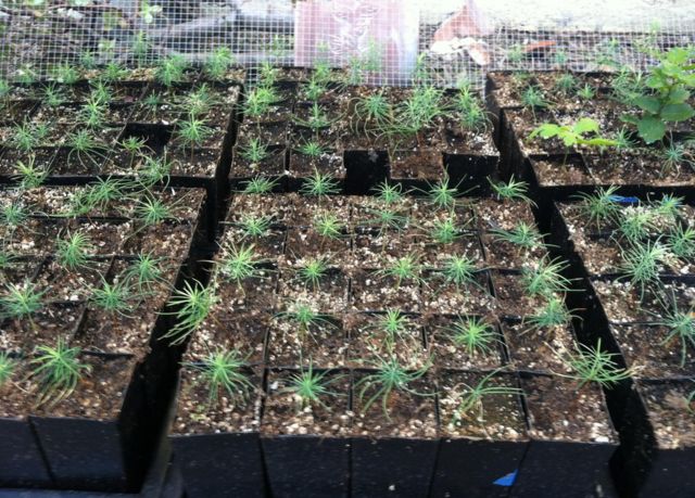 تغییرات اقلیمی؛ مردی که برای نجات درختان کالیفرنیا می‌جنگد - BBC News فارسی