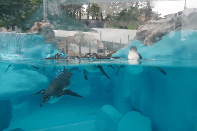 Pingvini u Beogradu: Zoološki vrt primio nove stanovnike - BBC News na ...