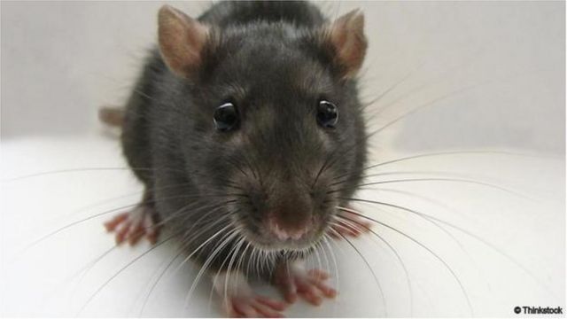 Kun san yadda kwakwalwar bera take aiki? - BBC News Hausa