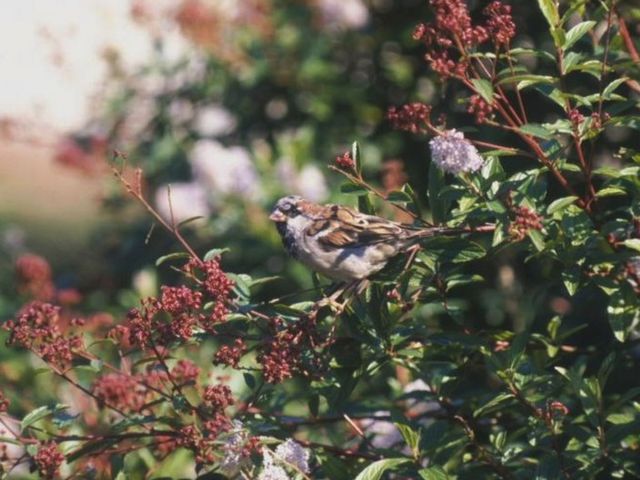 Svetski dan vrabaca: Šta dživdžan u Beogradu zbori - BBC News na srpskom