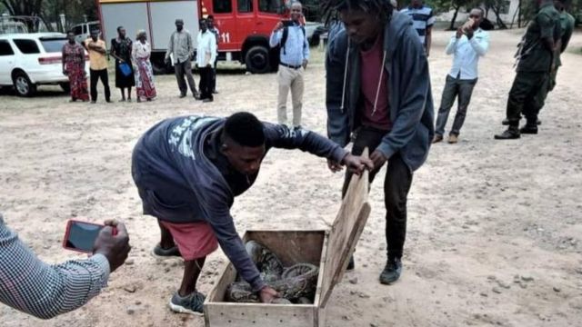 Python: Goment rescue Snake as pipo enta forest to worship am - BBC ...