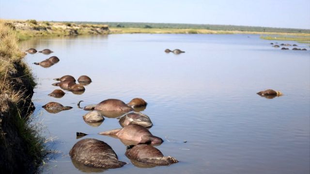Imbogo amajana zatwawe n'uruzi zihunga intare muri Botswana - BBC News ...