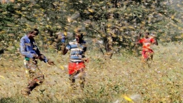 Nzige waripotiwa kuingia Tanzania na Uganda kutoka Kenya - BBC News Swahili