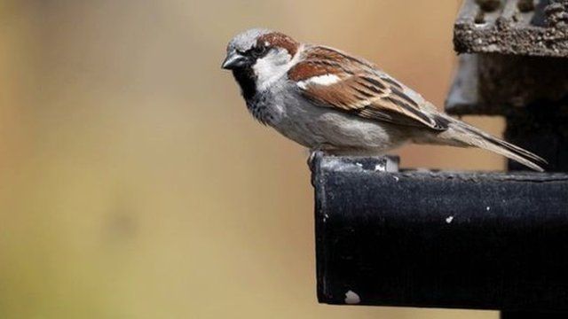 RSPB says mild winter boosts Scottish garden bird sightings - BBC News