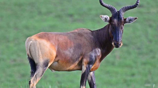 በኢትዮጵያ የመጥፋት አደጋ የተጋረጠባቸው አምስት የዱር እንስሳት ዝርያዎች የትኞቹ ናቸው? - BBC News አማርኛ
