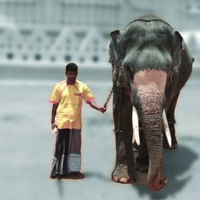 ශ්‍රී ලංකාවේ හීලෑ ඇත් පරපුර ගැන මේ කරුණු දැන සිටියාද? - BBC News සිංහල