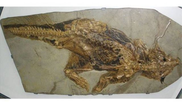 Como dinossauros faziam sexo? O mistério que pesquisadores querem ...