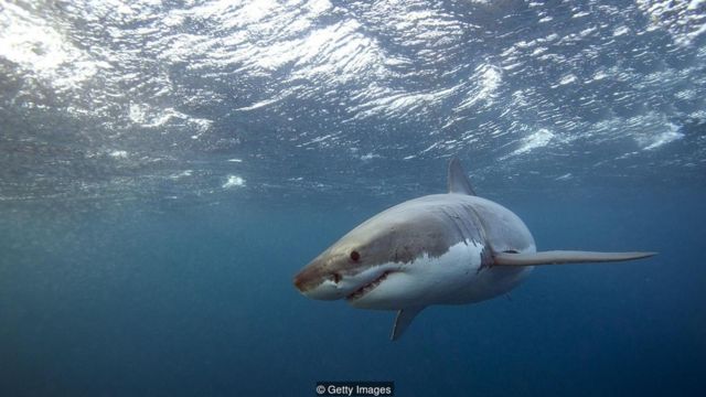 Bisakah teknologi menyelamatkan kita dari serangan hiu? - BBC News ...