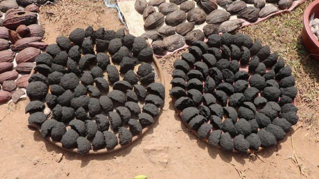 Côte d’Ivoire : les cabosses de cacao transformées en biocharbon - BBC ...