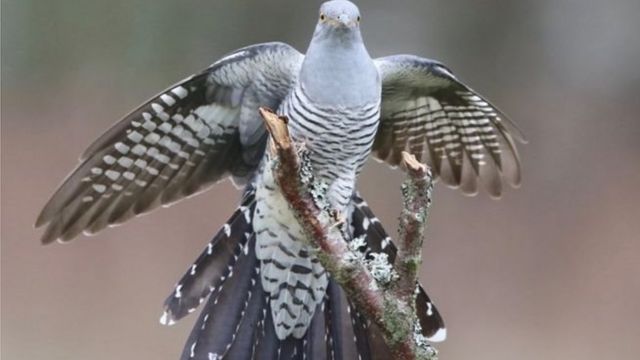 Ndege huyu alisafiri vipi umbali mrefu zaidi duniani? - BBC News Swahili