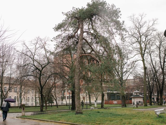 Životinje i priroda Srbije: Otkud sova utina u panonskoj Kikindi - BBC ...