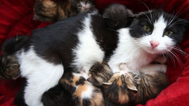 Nageellee Arsiitti adurreen yaala baqaqsanii wal'aanuun dhalte - BBC ...