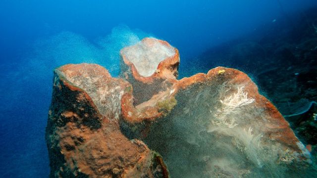 Ilmuwan perempuan Indonesia, mencari 'Spongebob' untuk penawar kanker ...