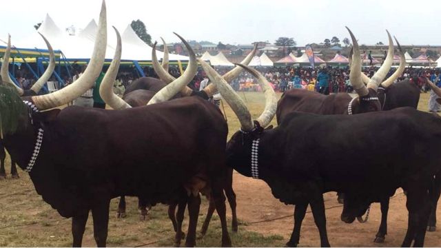 Umunsi w'Umuganura, abanya Rwanda bishimira umusaruro muri rusange ...