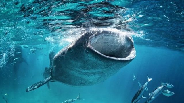 Requins et raies d’exception menacés d'extinction - BBC News Afrique