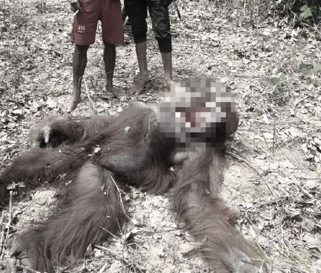 Karyawan membunuh dan memakan orangutan di kamp sawit, polisi akan panggil perusahaan - BBC News ...