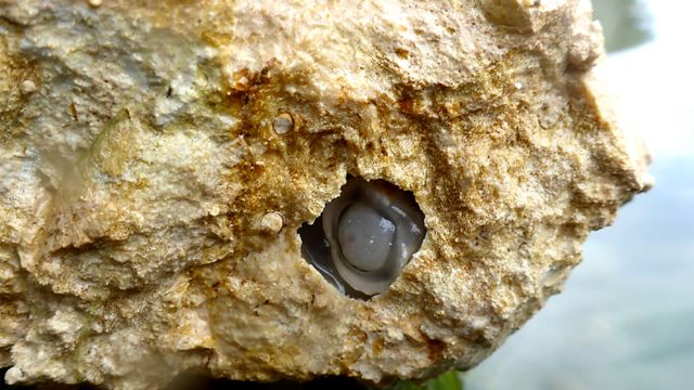 El extraño animal que come roca y excreta arena (y por qué puede ser ...