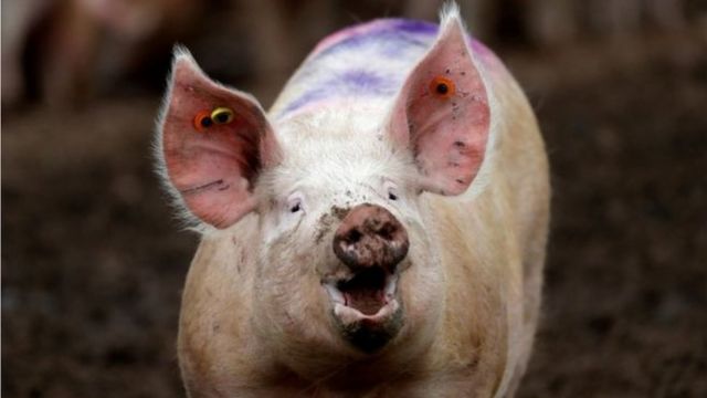 Pandemic: New virus in China after Corona like Swine flu, Coronavirus ...